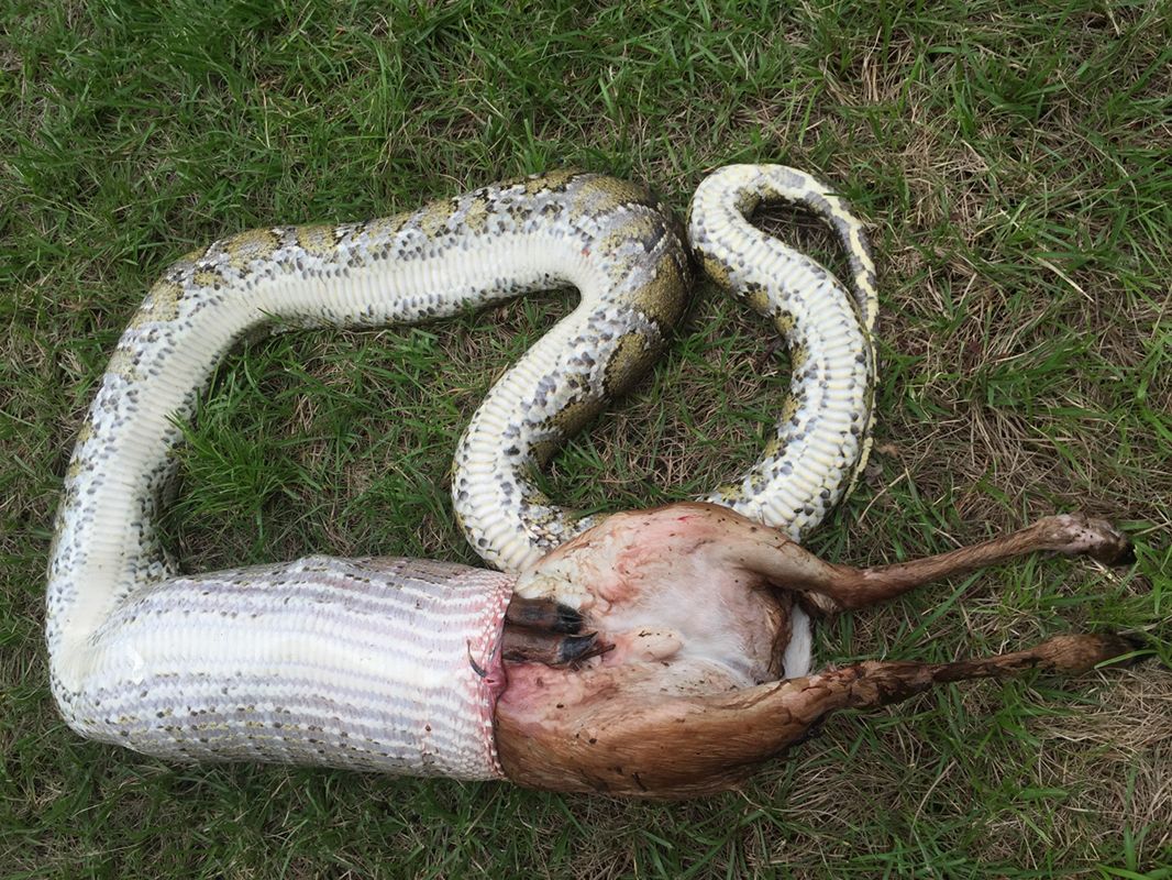 Unfortunate Python Paid 'Deerly' for a Too-Big Meal | Live Science