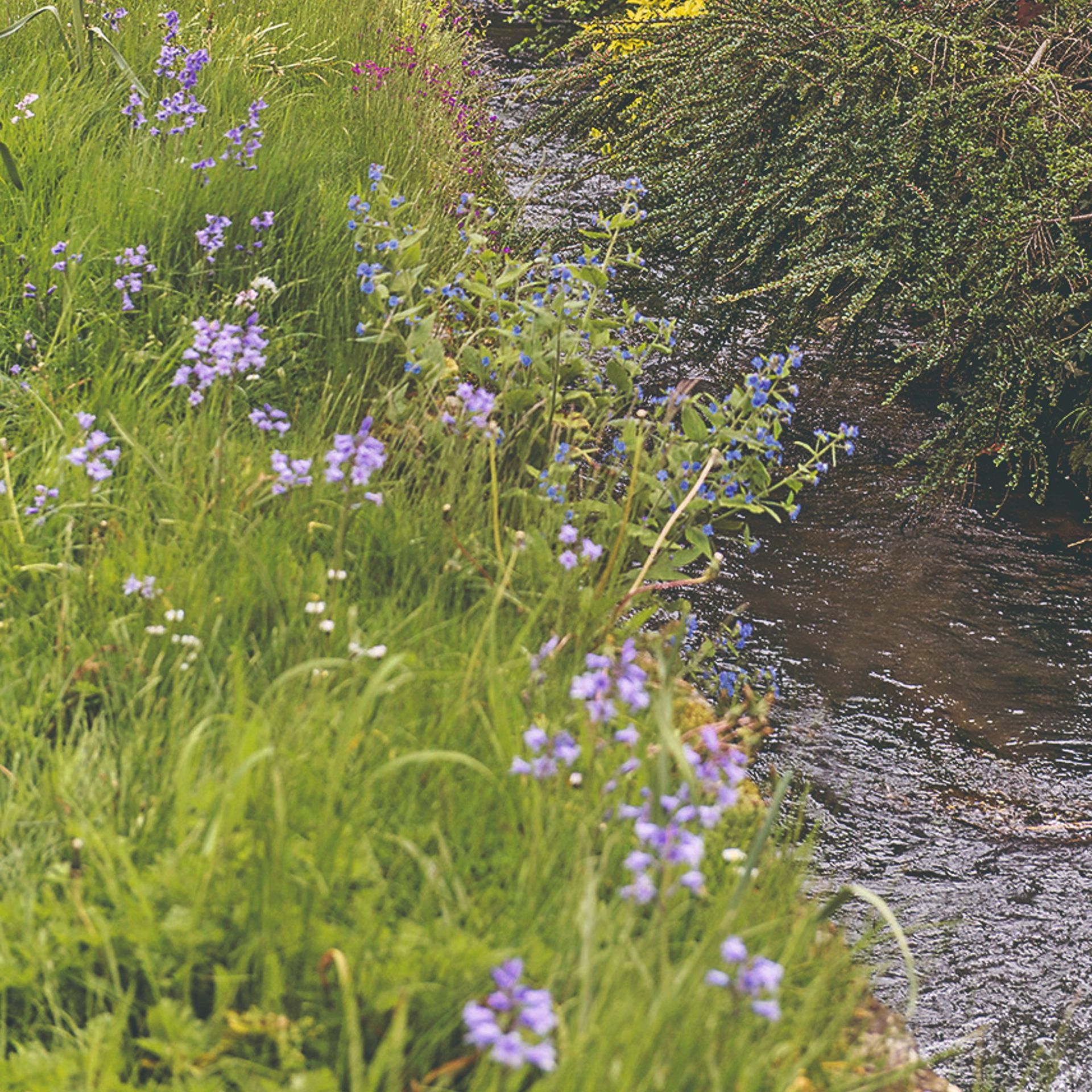 What to do with bluebells after flowering | Ideal Home