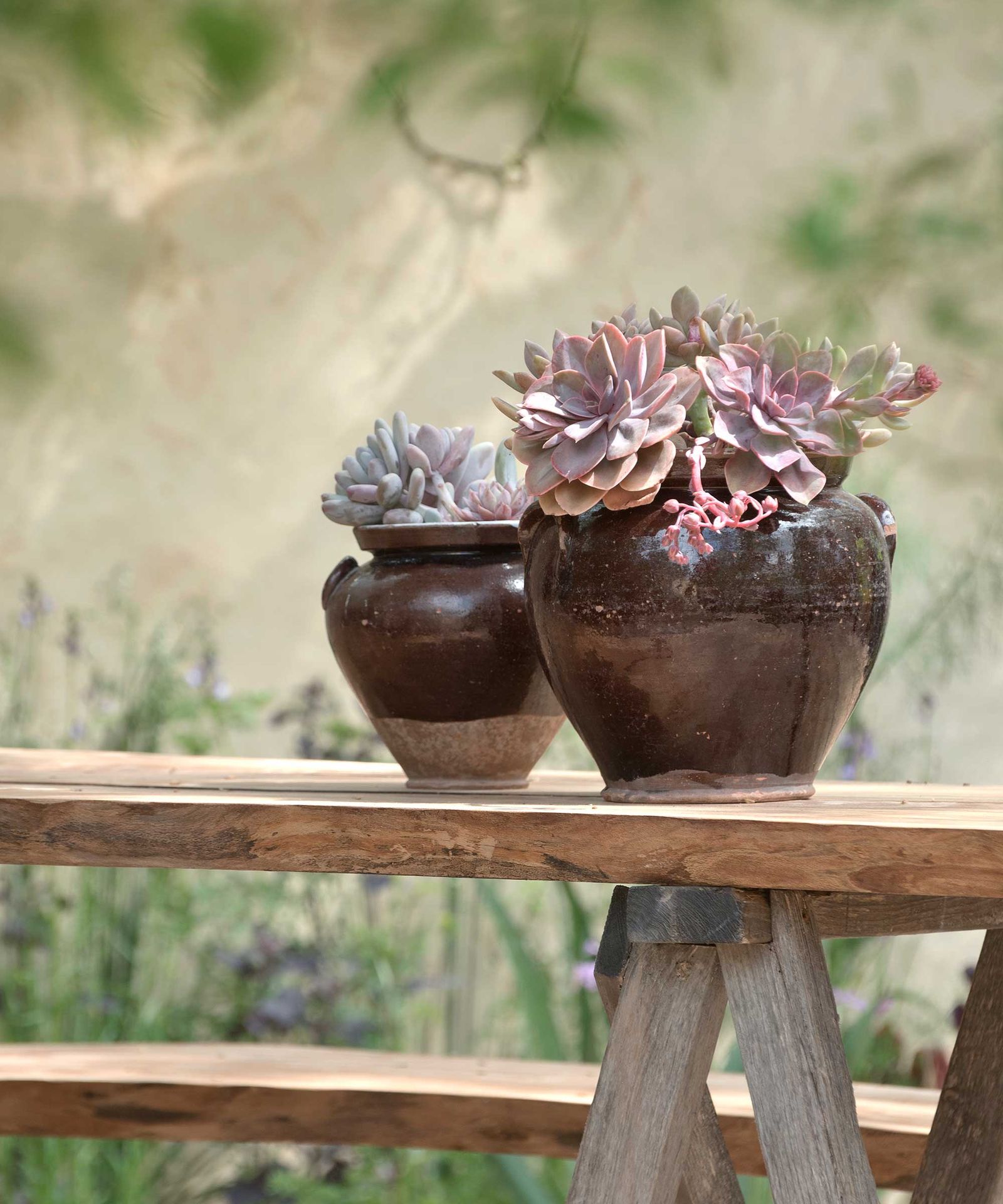 Drought-tolerant plants for pots: 10 easy-care choices | Homes and Gardens