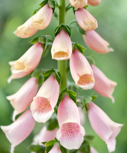 Cutting garden flowers: 21 top choices for stunning displays | Gardeningetc