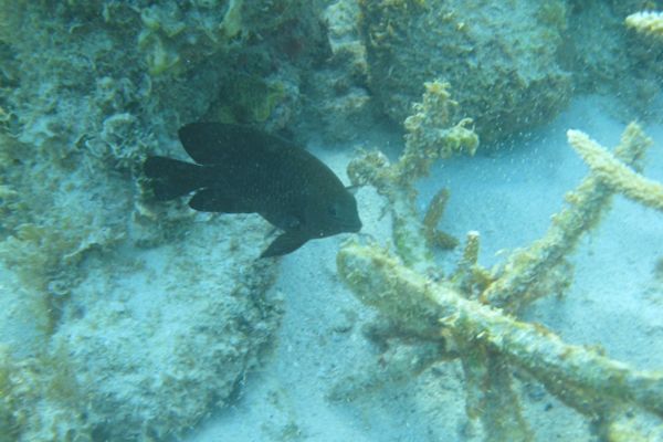 Reef Parasites: Victims or Predators? | Behind the Scenes | Live Science