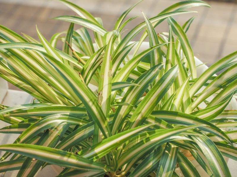 Tips & Information about Spider Plants | Gardening Know How