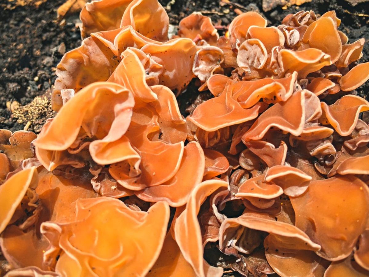 Orange Cup Fairy Fungus - Is Orange Peel Fungus Poisonous | Gardening ...