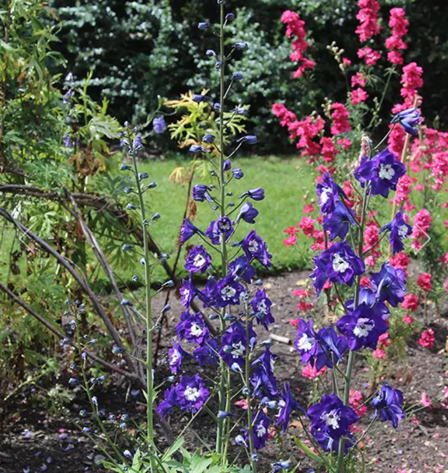 How to grow delphiniums: add these showstoppers to your plot | GardeningEtc