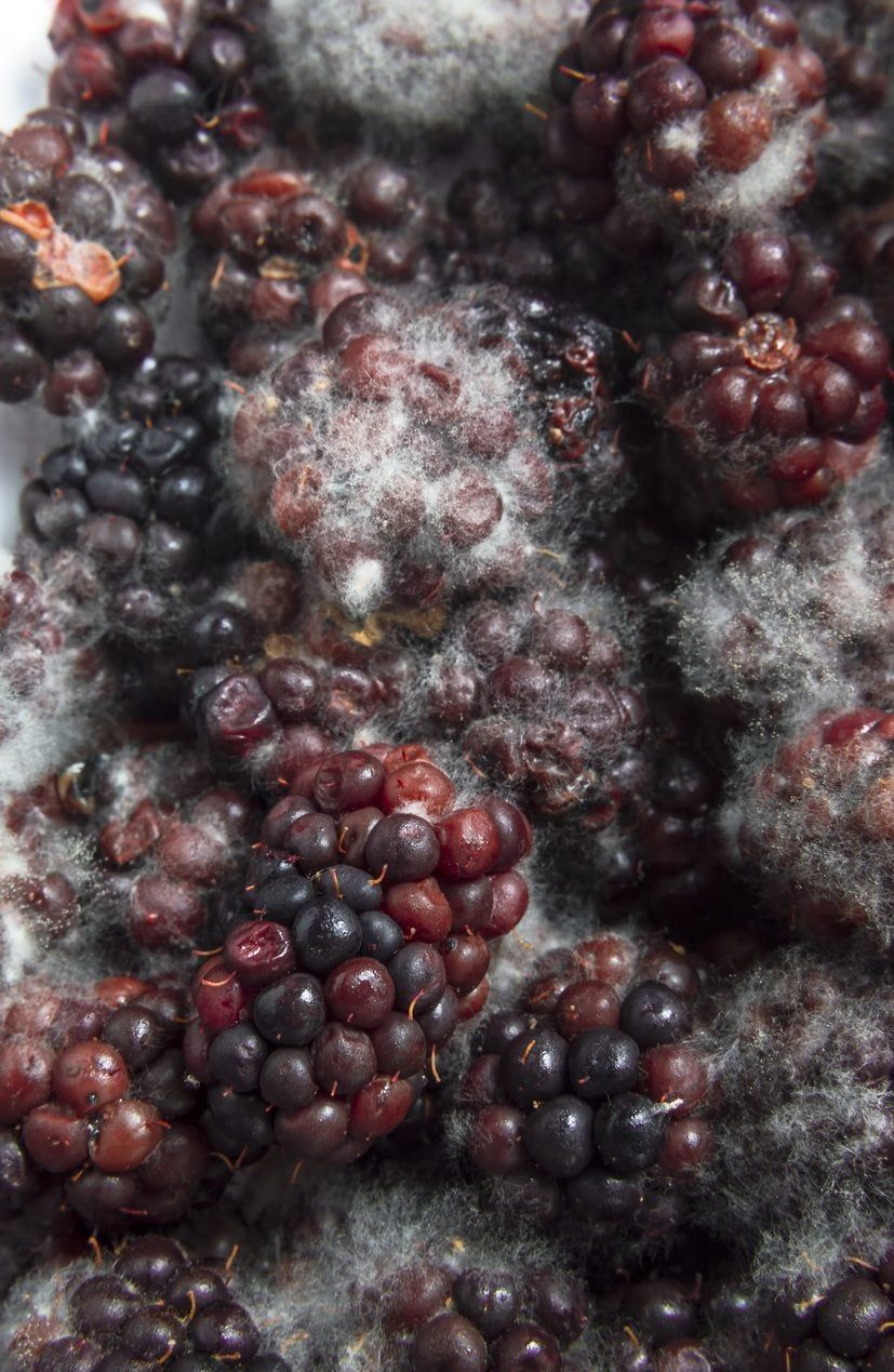 Blackberry Fruit Rot - Learn About Penicillium Fruit Rot On Blackberry ...