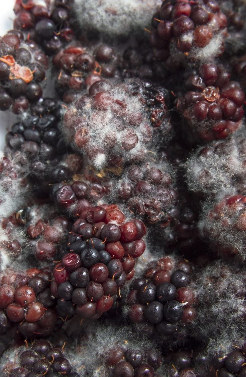 Tips & Information about Blackberries | Gardening Know How