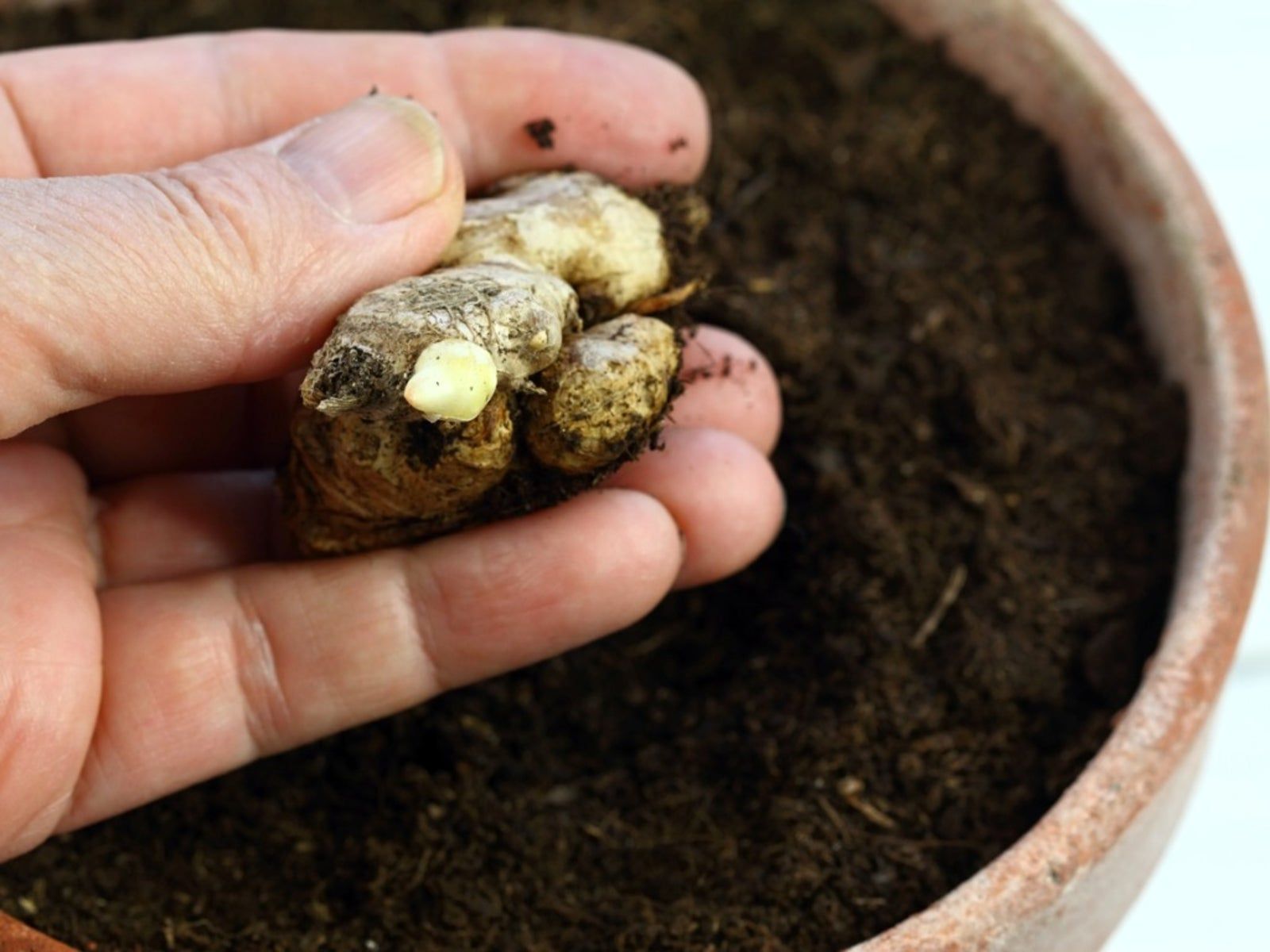 Can You Grow Ginger Indoors - How To Grow Ginger As A Houseplant ...