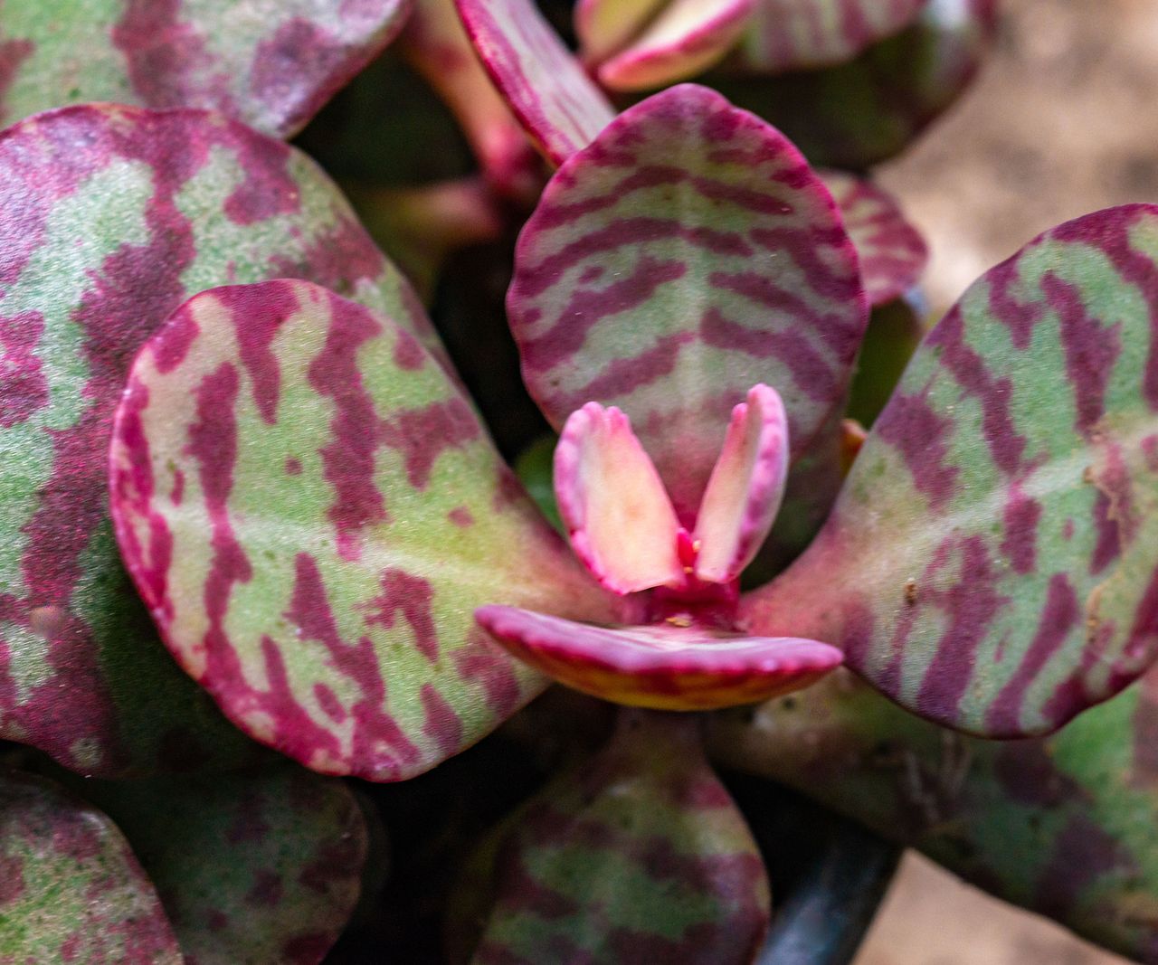 8 Easygoing Kalanchoe Varieties All Plant Lovers Should Know ...