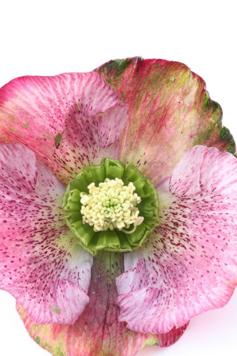 Common Bugs That Eat Hellebores - Tips For Managing Pests Of Hellebore ...