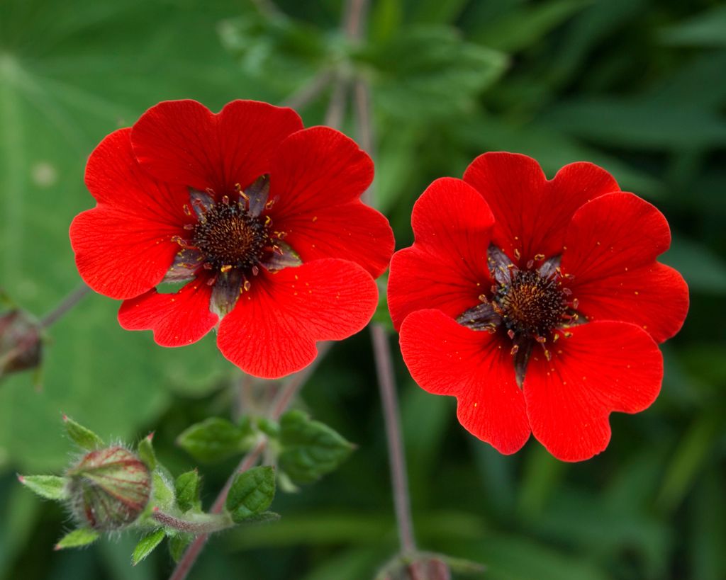 Potentilla varieties: 15 pretty types to take your pick from | Gardeningetc