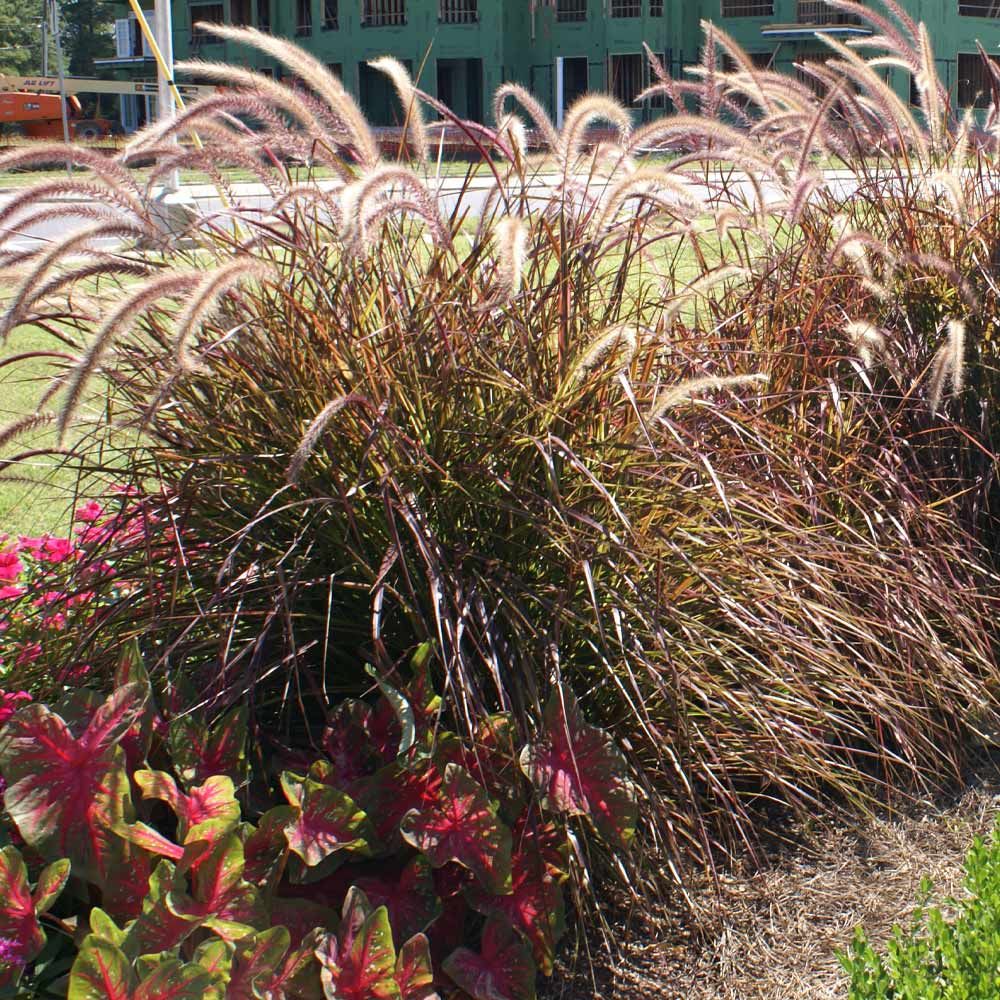Expert tips for how and when to cut back fountain grass | Homes and Gardens