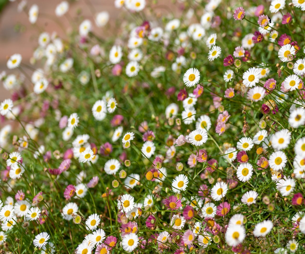Underrated plants: 9 unsung garden stars we all should grow | Homes and ...