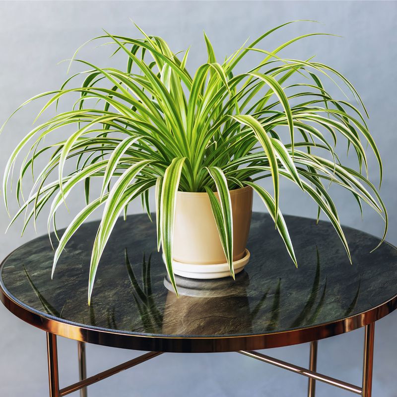 Tips & Information about Spider Plants | Gardening Know How