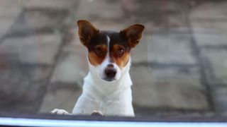 22 American dog breeds | PetsRadar