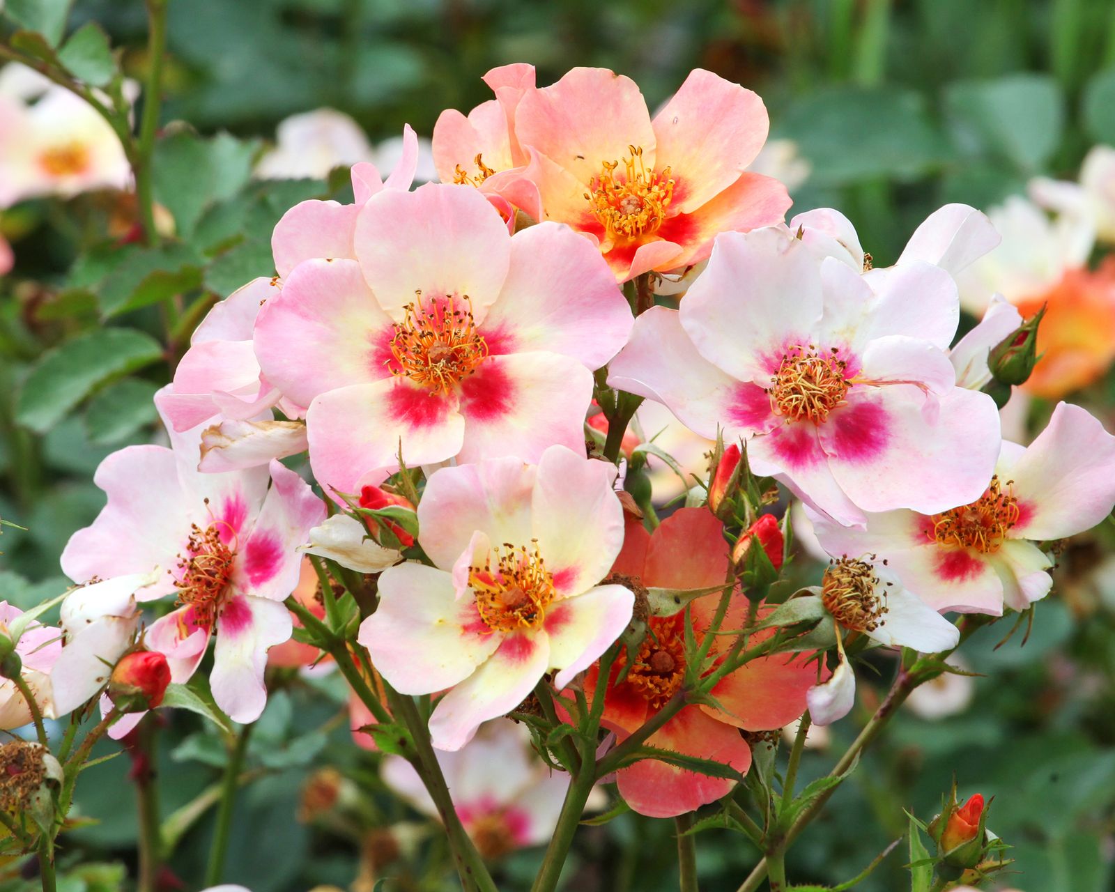 12 Best Shrub Roses For Abundant Blooms In Every Garden | Gardening ...