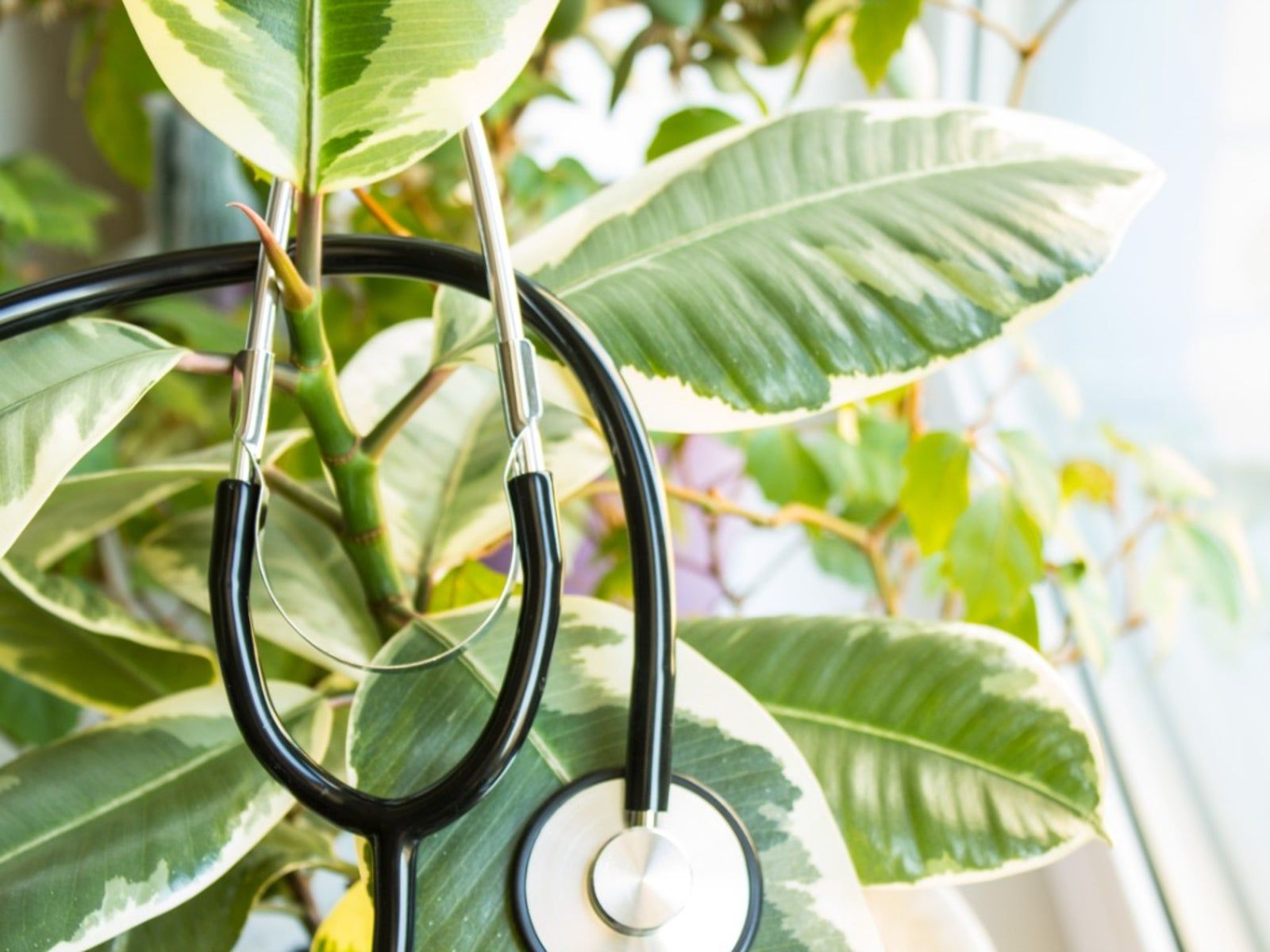 Plant Diseases And Humans - Do Plant Viruses Make People Sick ...