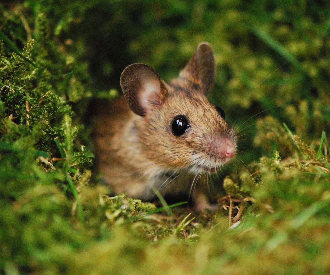 How to repel mice from your yard: 5 methods | Homes and Gardens