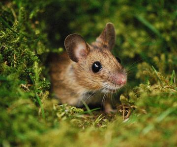 Best mouse repellent plants: 7 natural deterrents | Homes and Gardens