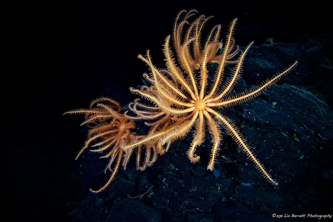 In Photos: The Wonders of the Deep Sea | Live Science