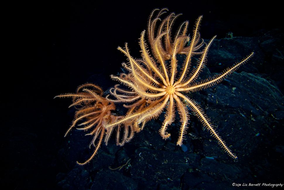 In Photos: The Wonders of the Deep Sea | Live Science