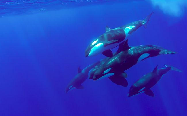 11 ways orcas show their terrifying intelligence | Live Science