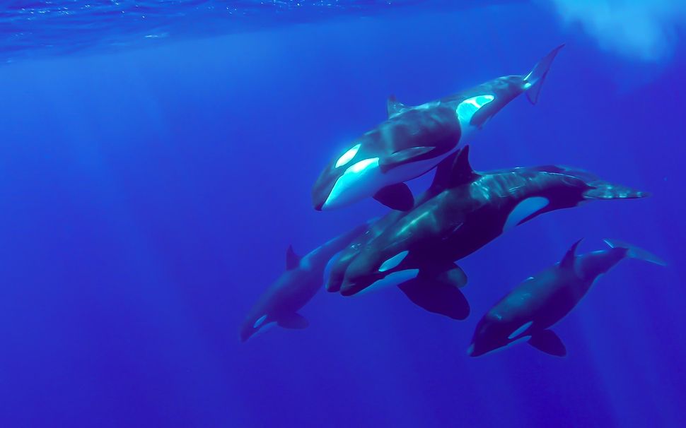 11 ways orcas show their terrifying intelligence | Live Science