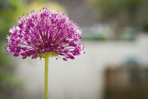 Home photography ideas: Frame-filling flower shots with a zoom lens ...