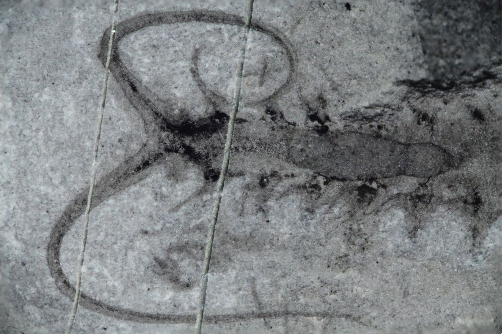 508-Million-Year-Old Bristly Worm Helps Solve an Evolutionary Puzzle ...