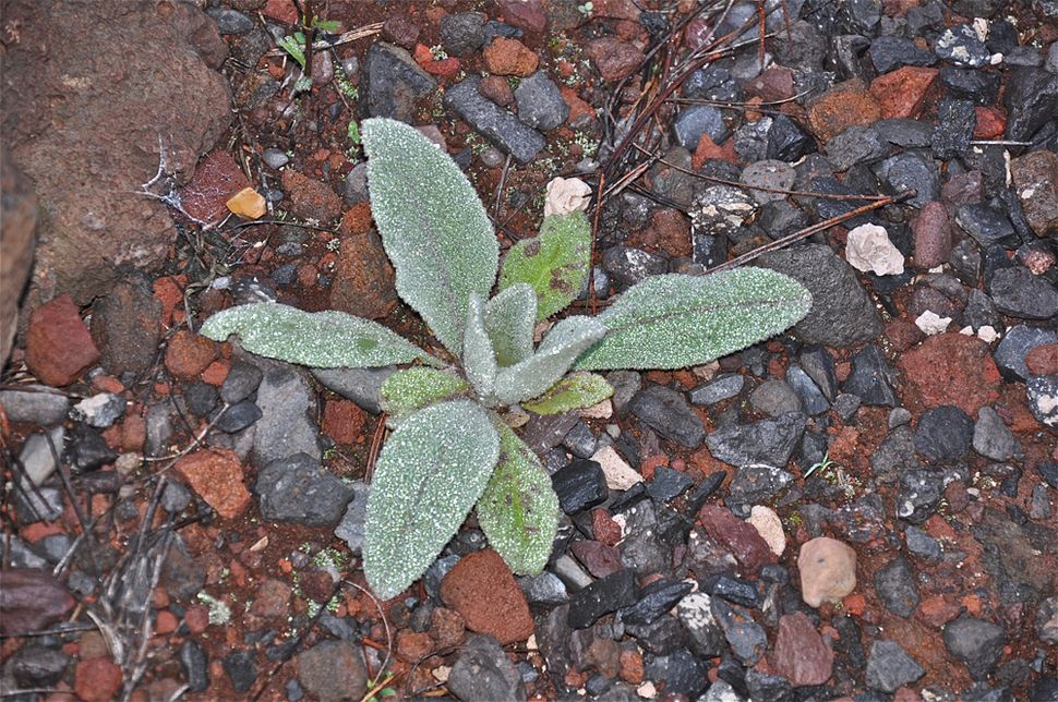 Common Mullein: Stunning Photos of the 'Flannel Leaf' Plant | Live Science