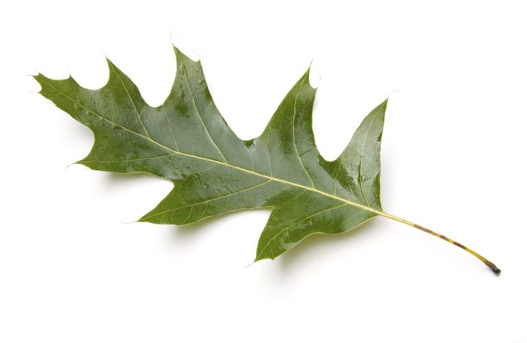 Types Of Oak Trees - Learn About Different Oak Tree Varieties ...