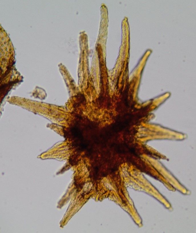 In Photos: Fossil Forest Unearthed in the Arctic | Live Science