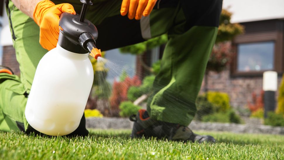 5 ways to get rid of moss in your lawn and keep it green | Tom's Guide