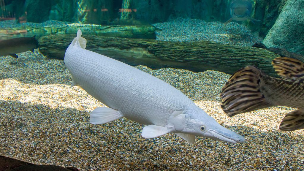 20 most expensive pet fish in the world | PetsRadar