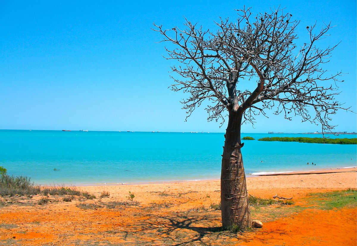 Bizarre evolutionary roots of Africa's iconic upside-down baobab trees ...