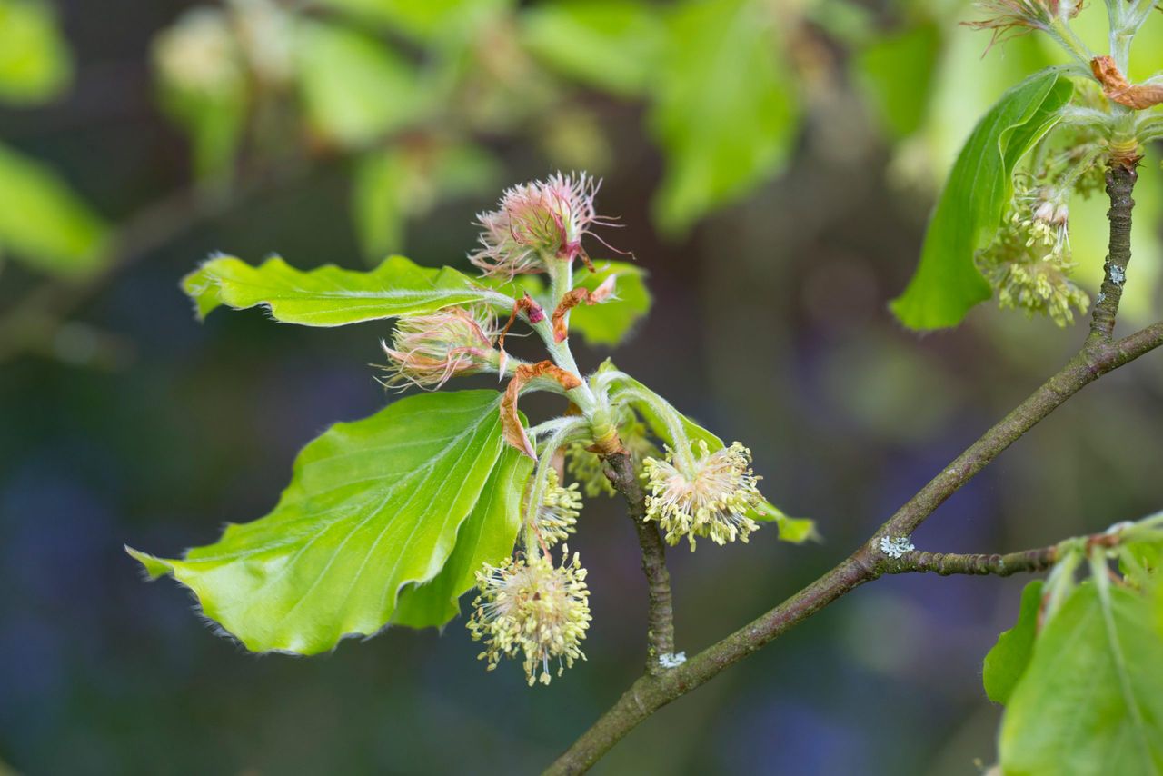 Beech trees: A complete guide | Country Life