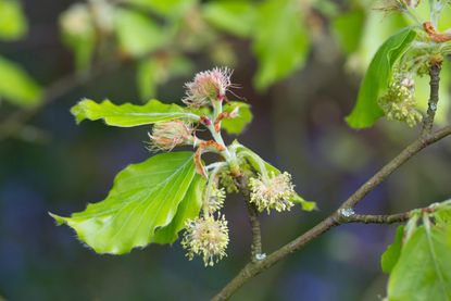 Beech trees: A complete guide | Country Life