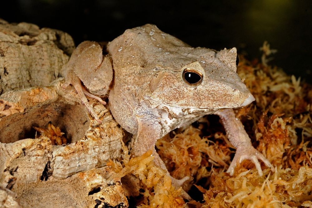 The Kaleidoscopic Colors of Frogs | Live Science