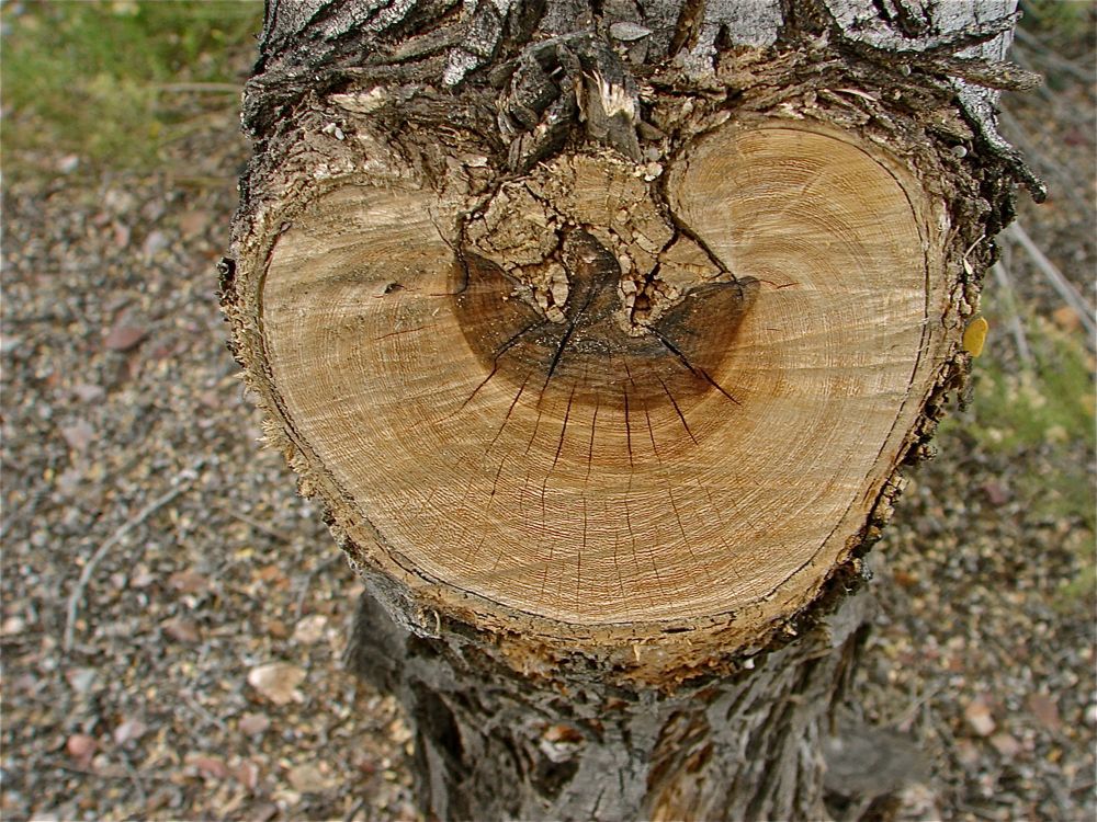 Flowering Beauty: Photos of Desert Ironwood Trees | Live Science