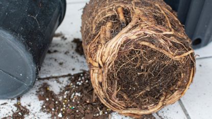 Growing Healthy Roots: Tips For Identifying Healthy Roots In Plants ...