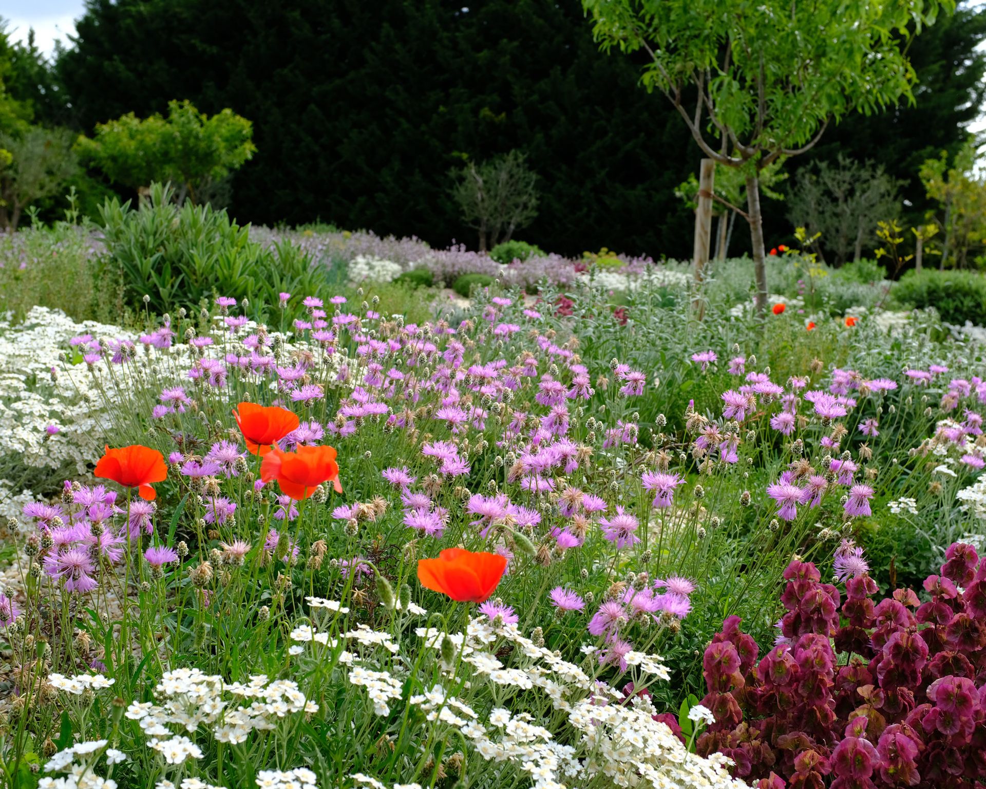 Dry gardens explained - 10 expert tips for a lush landscape | Livingetc