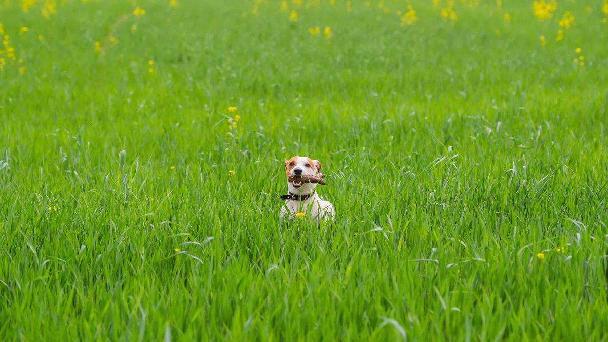 Training recall in dogs: How to get a reliable recall | PetsRadar