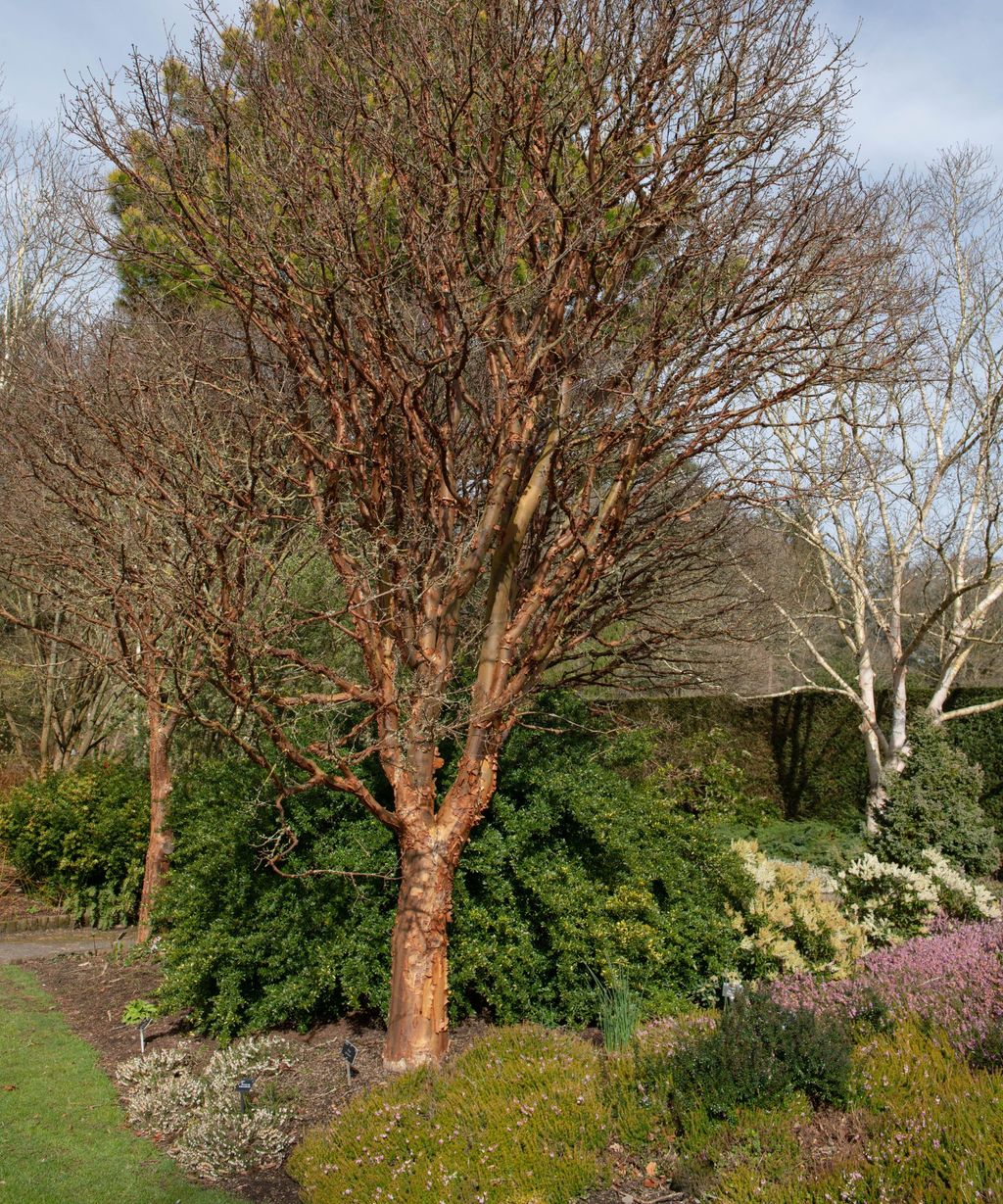 Best trees for small gardens, and how to help them thrive | Ideal Home