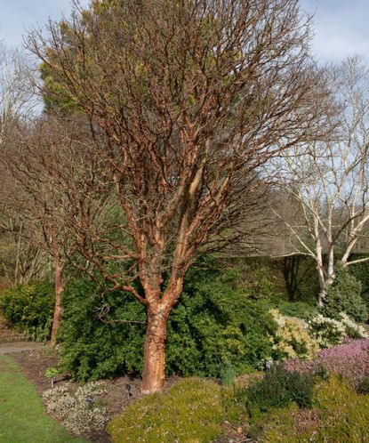 Best trees for small gardens, and how to help them thrive | Ideal Home