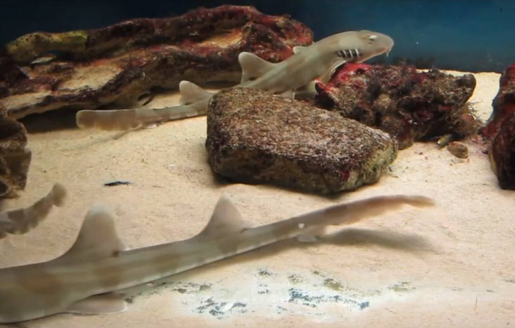 In Photos: Baby Sharks Show Off Amazing Ability | Live Science