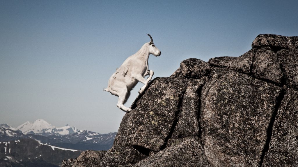 Are mountain goats dangerous? What to do if you meet one | Advnture