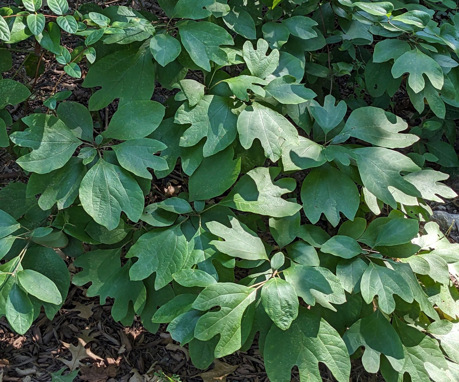 How to grow sassafras: expert native tree advice | Homes and Gardens