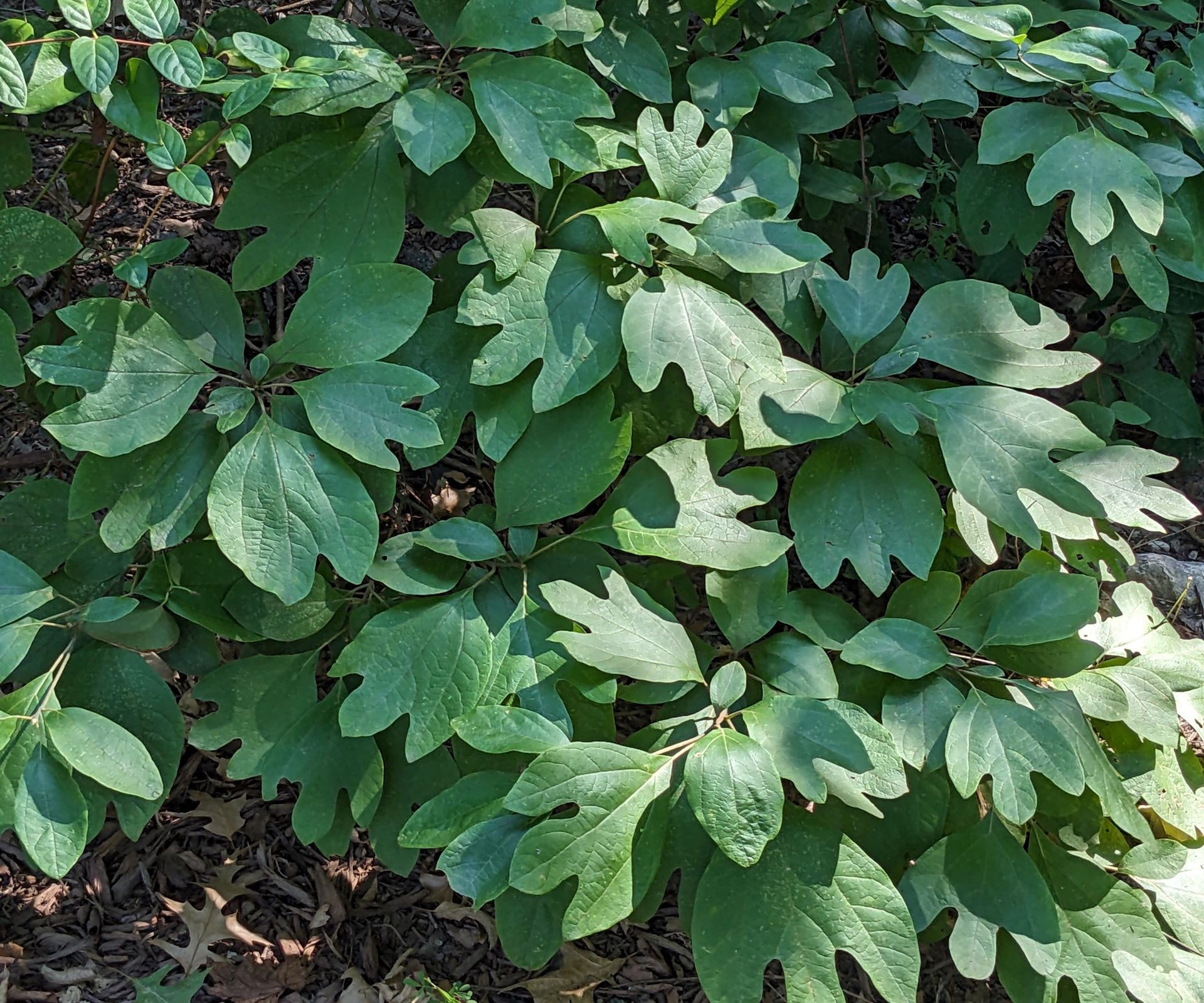 How to grow sassafras: expert native tree advice | Homes and Gardens