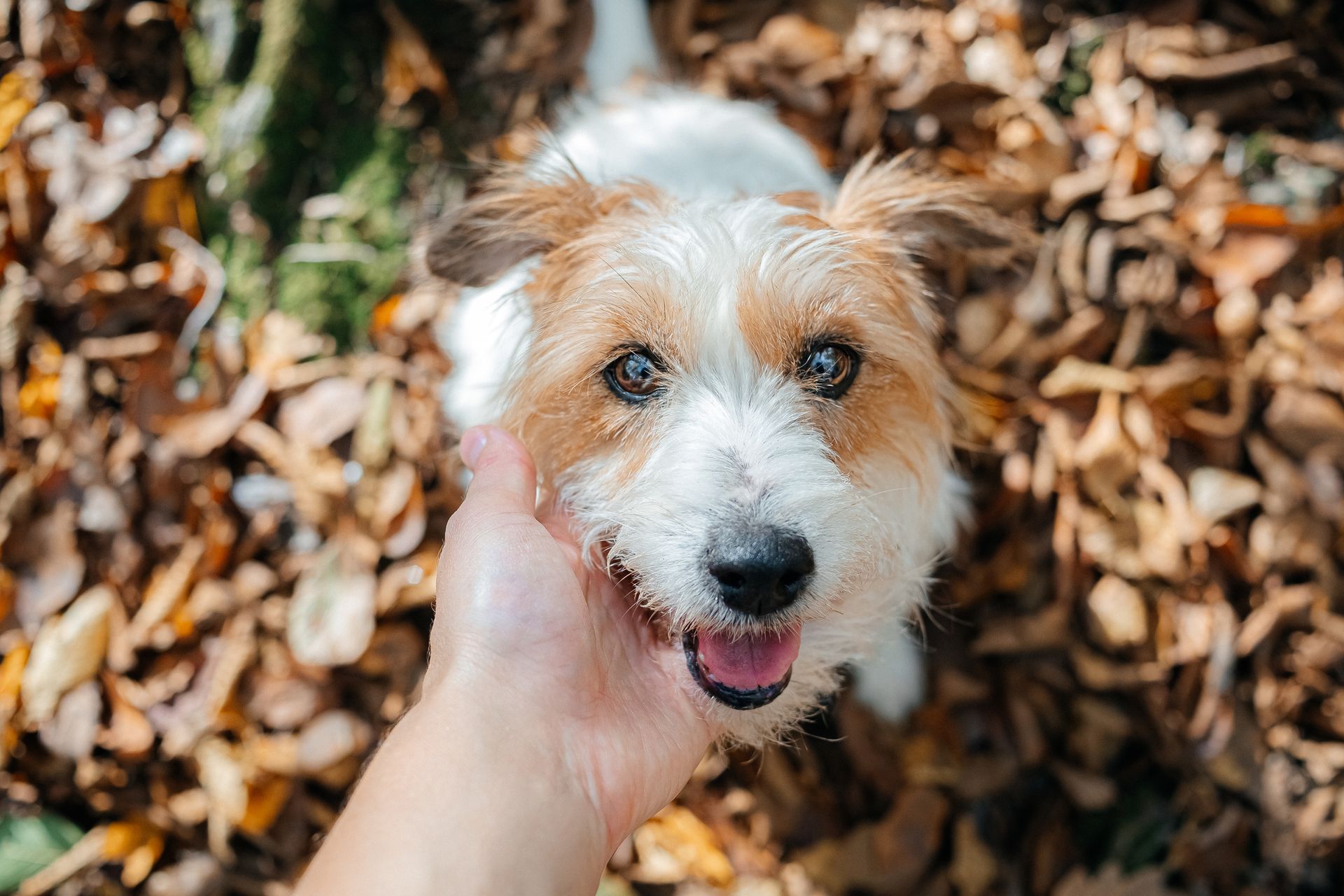How a dog taught me an unbeatable technique for calming down a ...