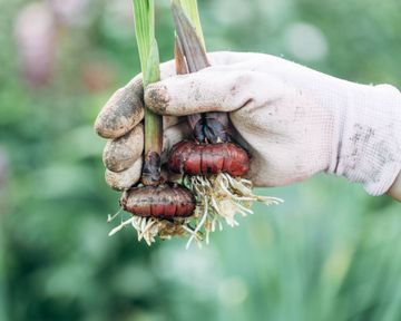 Complete Guide: How to Store Bulbs Over Winter | Gardening Know How