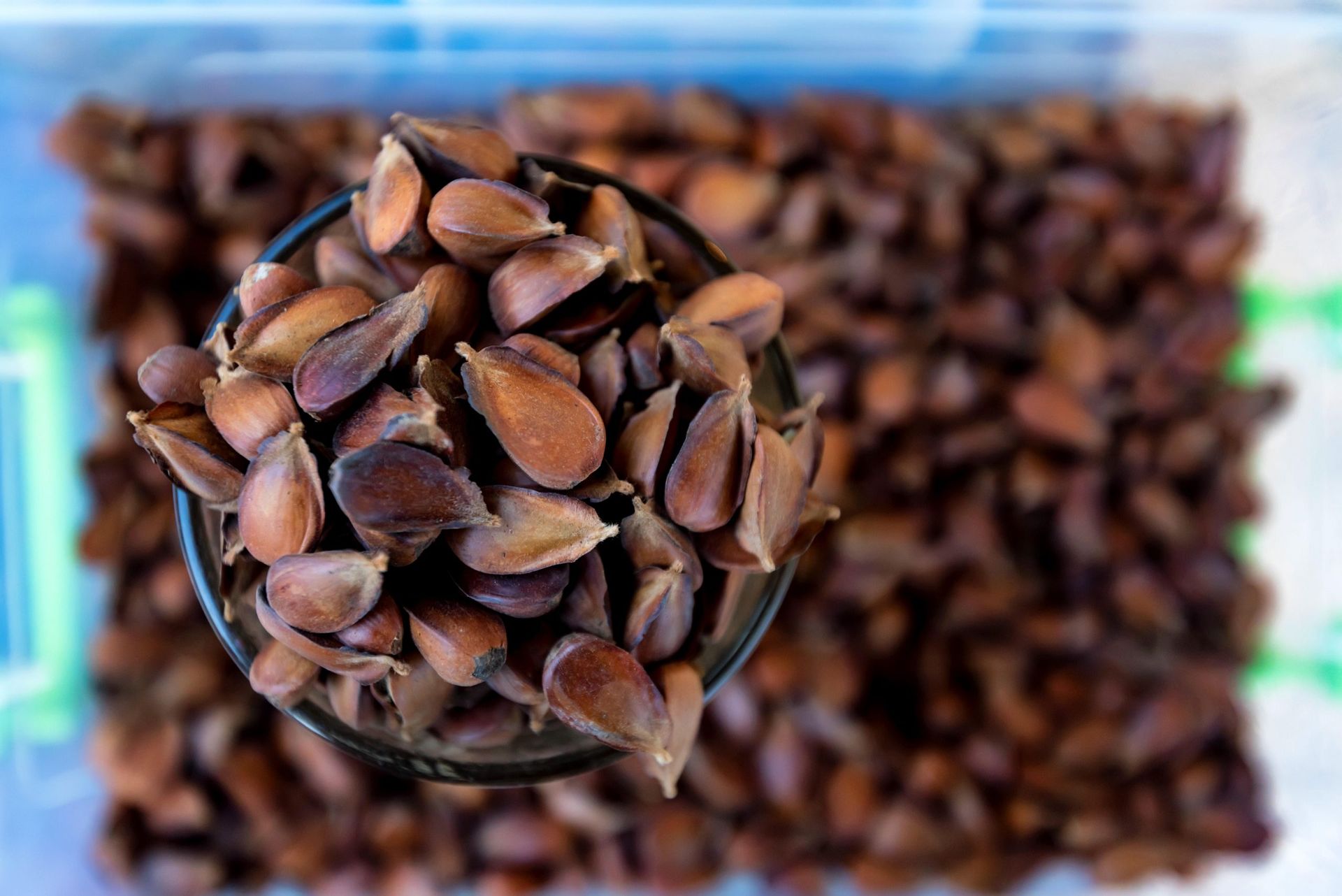 Beech trees: A complete guide | Country Life